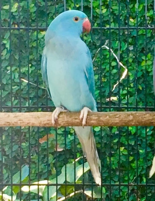 Ring Neck Azul Turquesa – B&G Aquarismo